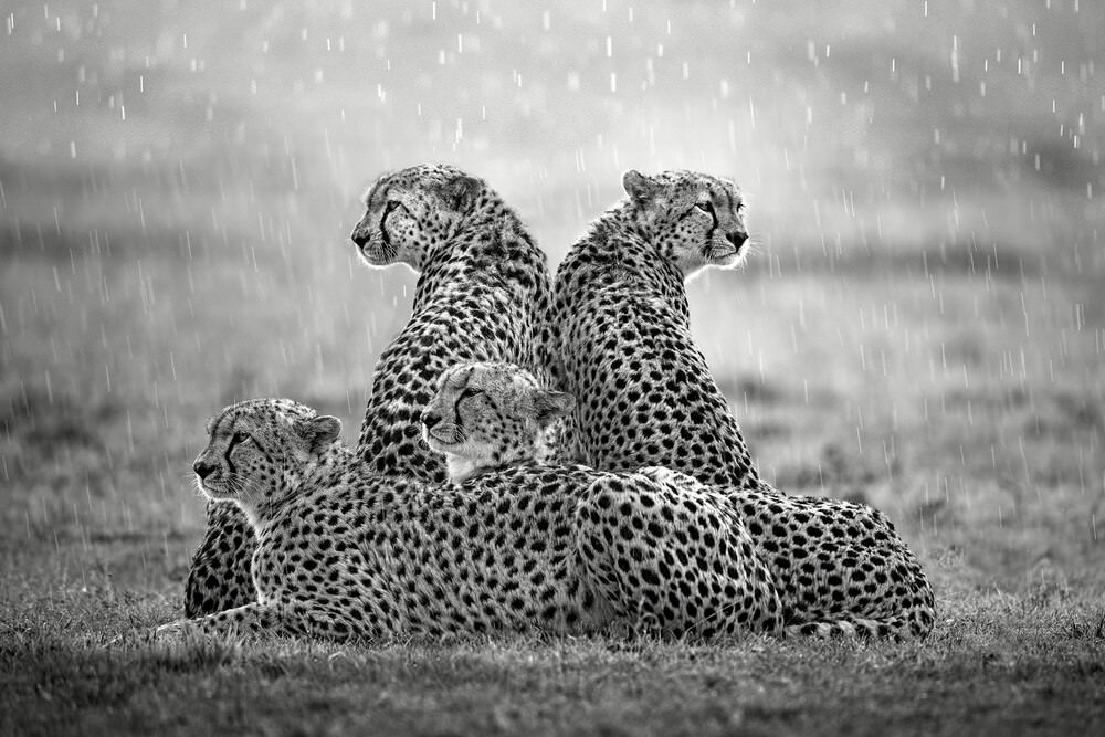 Top Ten Wildlife Photographers In The World - CoolThingsWorld
